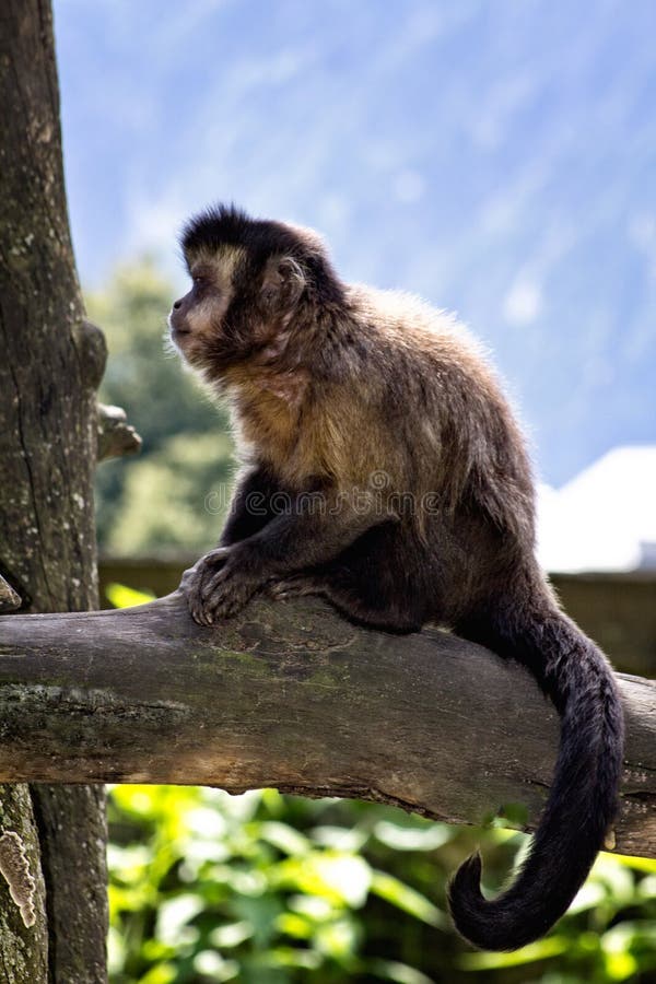 Capuchin monkey stock image. Image of rica, america, monkey - 20727785