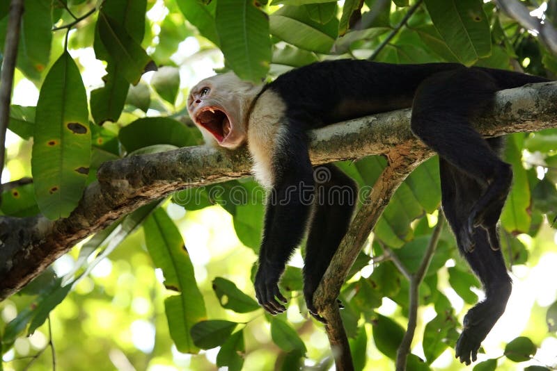 Angry capuchin monkey stock image. Image of white, cebus - 18576479