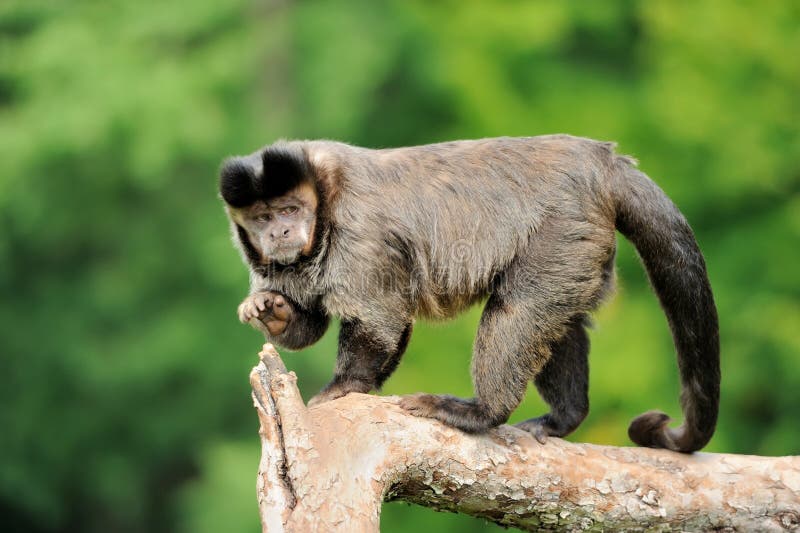 Capuchin monkey stock photo. Image of cute, mammal, national - 26054578