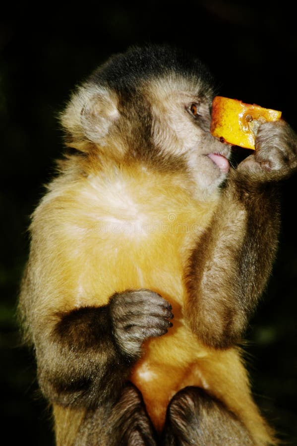 Capuchin monkey stock photo. Image of monkeyland, capuchin - 367130