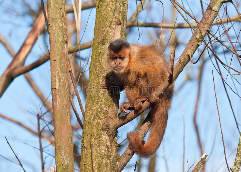 Capuchin Monkey stock image. Image of apella, animal, climbing - 8511379