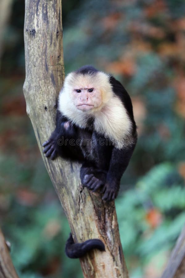 180 Angry Capuchin Monkey Stock Photos - Free & Royalty-Free Stock ...