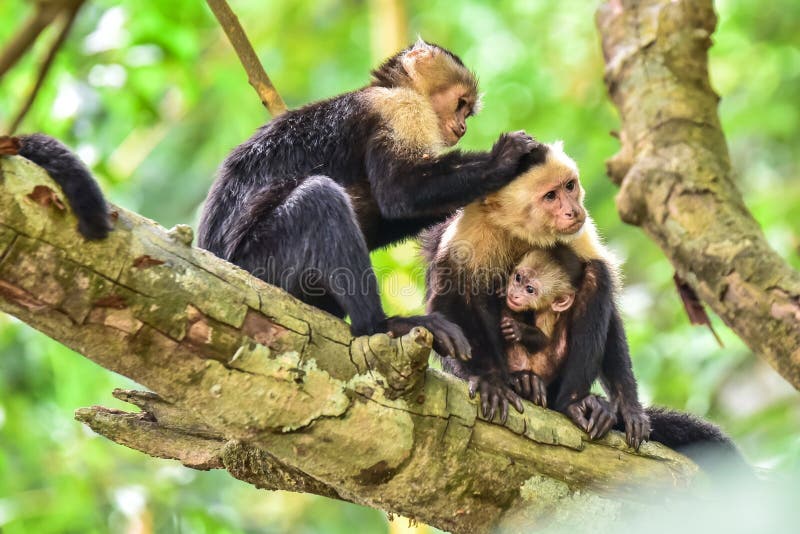 Capuchin Monkey on Branch of Tree - Animals in Wilderness Stock Image ...