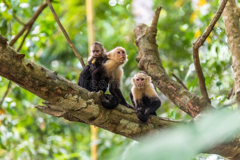 Capuchin Monkey on Branch of Tree - Animals in Wilderness Stock Photo ...