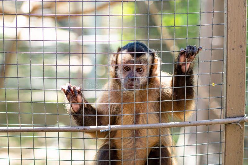 Wild Monkey In Captivity In Zoo Cage Stock Image - Image of behind ...