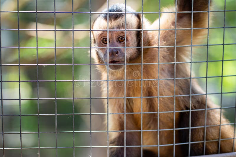 Capuchin Monkey in Cage at Zoo Stock Photo - Image of hungry, nature ...