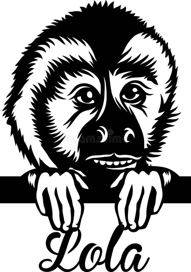 Capuchin, Monkey - Capuchin Face Head Isolated on White Stock Vector ...