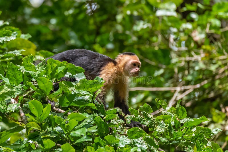 Capuchin Monkey In The Jungle Stock Photo - Image of green, endangered ...