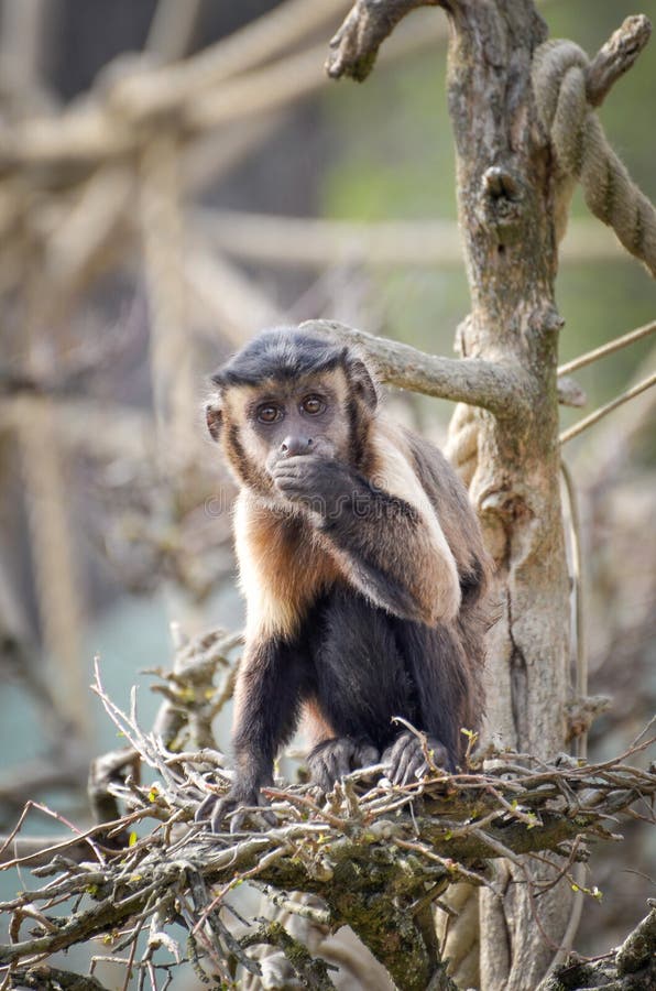 Macaque monkey scream stock image. Image of yell, brown - 14072239