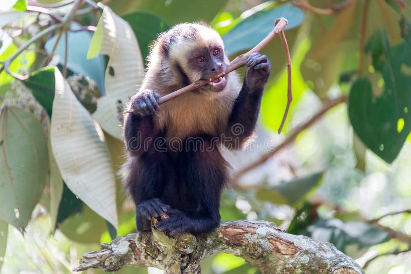 Capuchin Monkey Chewing On A Stick Stock Photo - Image of tree, forest ...