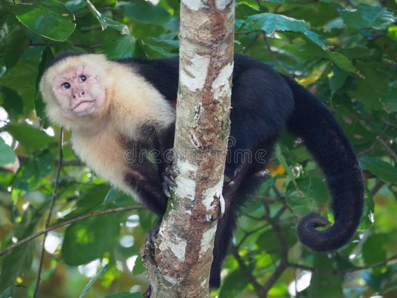 Capuchin Monkey Climbing a Tree in the Jungle Stock Photo - Image of ...