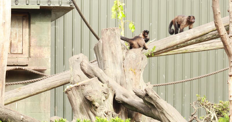 A Capuchin Monkey Climbs Branches in a Nature Reserve. Monkeys, Wild ...