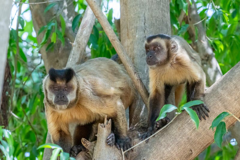 Capuchin monkey duo stock image. Image of predator, nature - 349064789