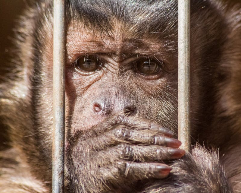 Capuchin Monkey stock image. Image of bars, captivity - 74030789