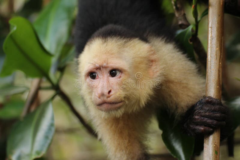 Organ Grinder Monkey Stock Photos - Free & Royalty-Free Stock Photos ...