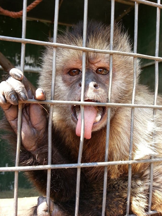 Female Capuchin Monkey With A Baby On Her Back Stock Photo - Image of ...