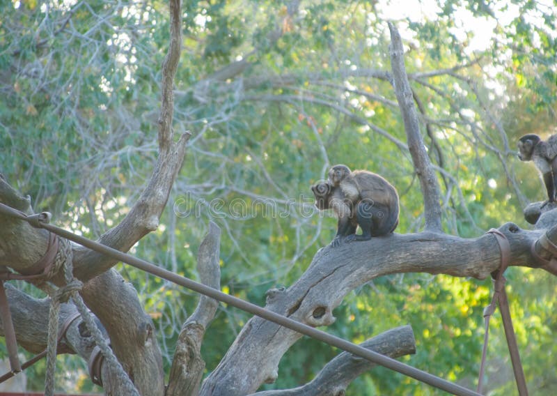 Capuchin Monkey Female Carrying Her Young on Her Back Stock Image ...