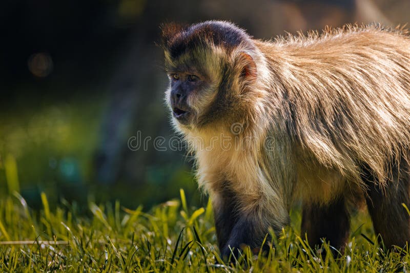 Capuchin Monkey Sitting on a Tree in the Jungle and Eating a Banana ...