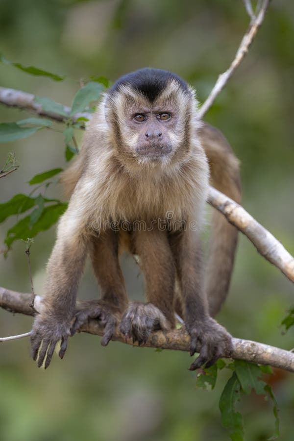 Capuchin Monkey Looking at Camera Stock Photo - Image of vertebrate ...