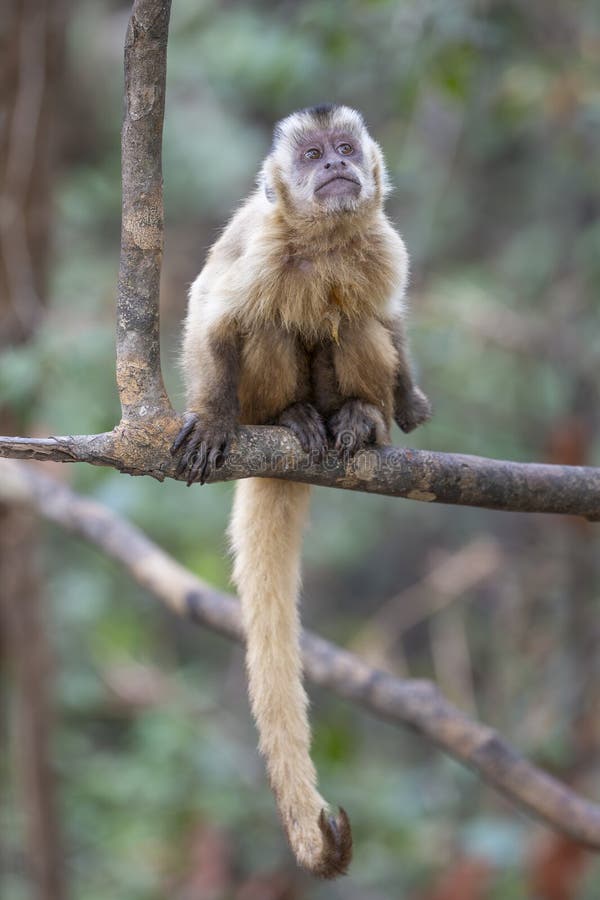 Capuchin Monkey- in the Pantanal - Brazil Stock Photo - Image of ...