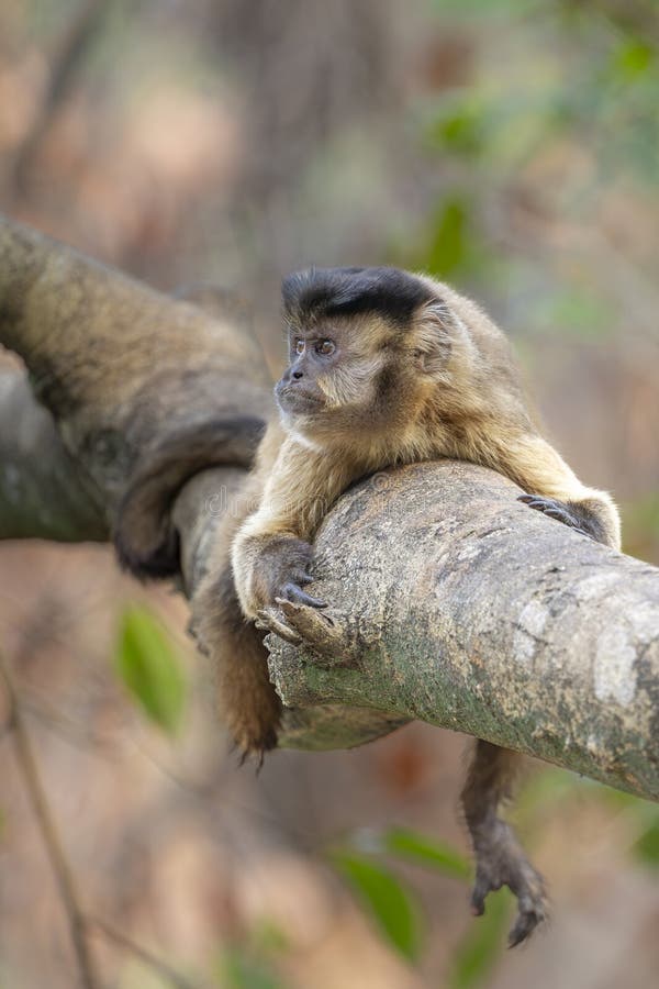 Capuchin Monkey Lying on a Branch Stock Image - Image of monkey, tree ...