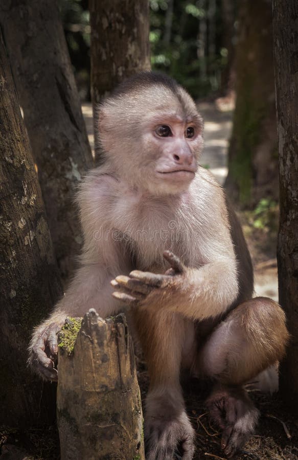 1,189 Monkey Colombia Stock Photos - Free & Royalty-Free Stock Photos ...
