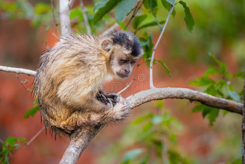 Capuchin Monkey Observing the Ground Below Stock Photo - Image of ...