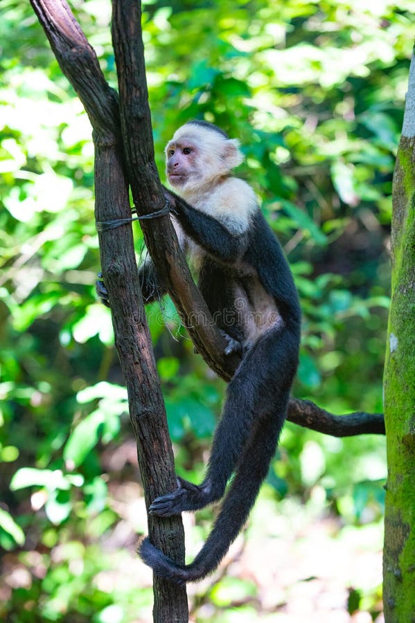 Capuchin Monkey Outdoor. Capuchin Monkey Outside. Capuchin Monkey in ...