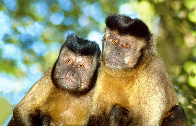 Capuchin monkey pair stock photo. Image of concerned - 32358276