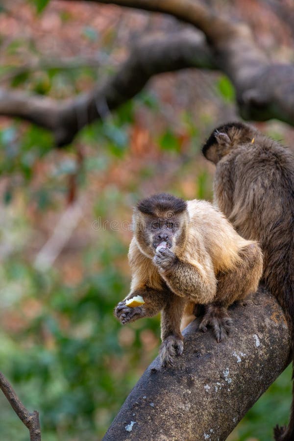 Capuchin Monkey Pair High in the Canopy of a Large Tree Stock Photo ...