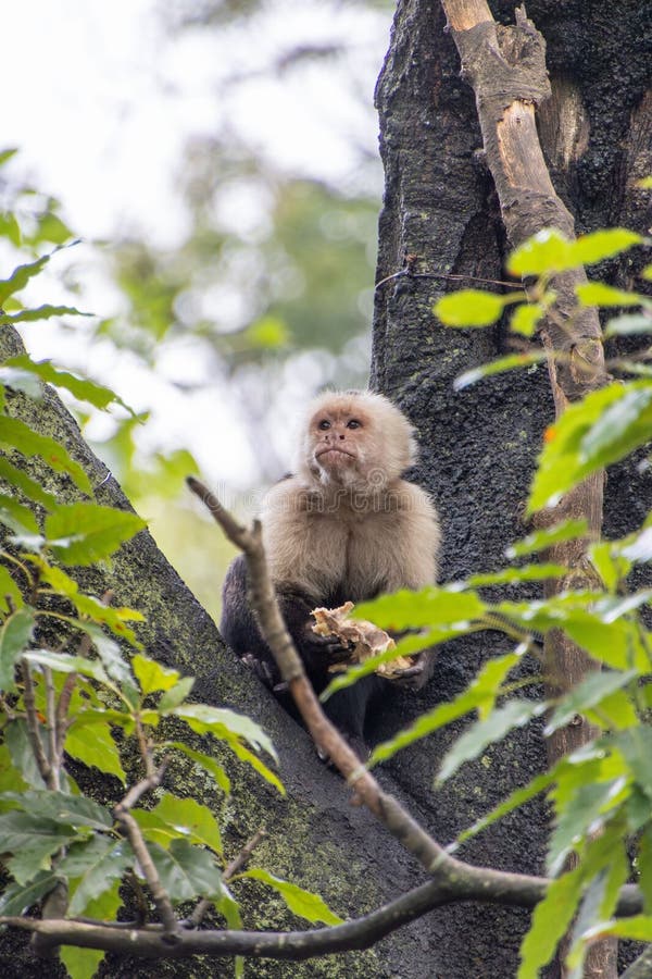Capuchin Monkey Perched on a Tree Branch in a Lush Forest, Holding Food ...