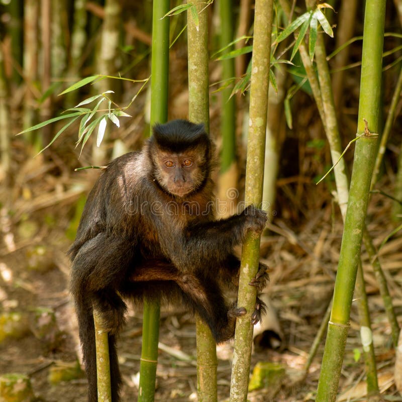 A Capuchin Monkey Perching on Bamboo Stock Image - Image of tropical ...