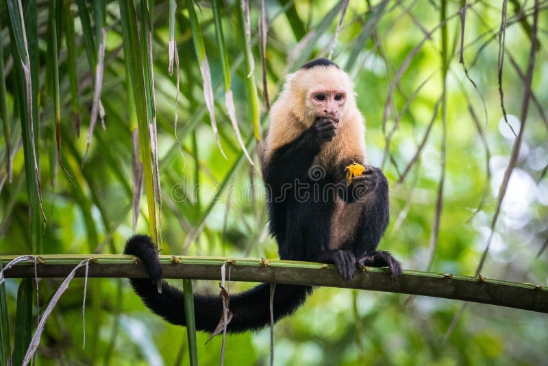 Capuchin Monkey Perching on Tree Stock Photo - Image of sitting, eating ...
