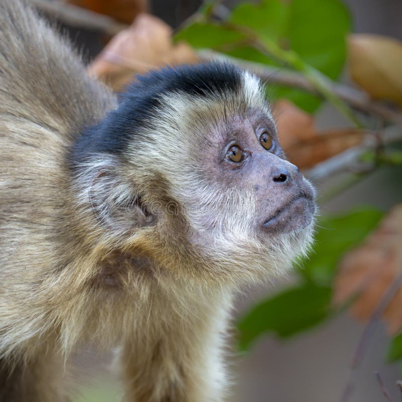 Capuchin Monkey Looking Up - Portrait Stock Image - Image of forest ...