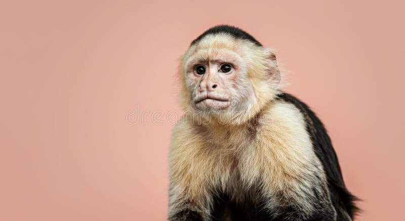 Capuchin Monkey Portrait on Peach Background Highlighting Expressive ...