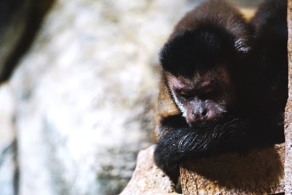 A Capuchin Monkey is Resting and Sleeping Stock Photo - Image of copy ...