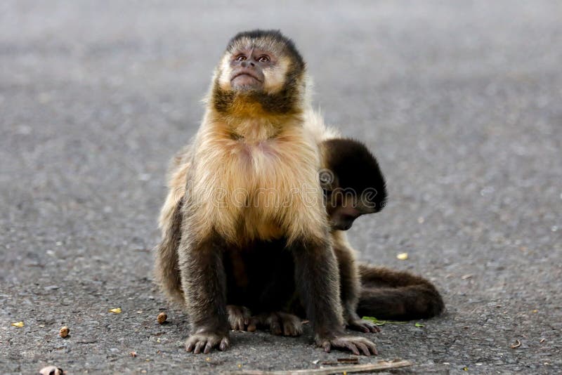 Capuchin Monkey (sapajus), Typical Brazilian Monkey Stock Photo - Image ...