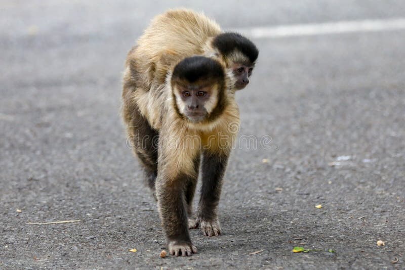 Capuchin Monkey (sapajus), Typical Brazilian Monkey Stock Photo - Image ...