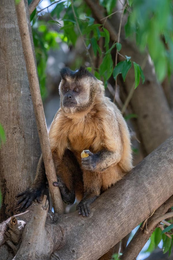 Capuchin Monkey Seated in a Large Tree Stock Image - Image of animal ...