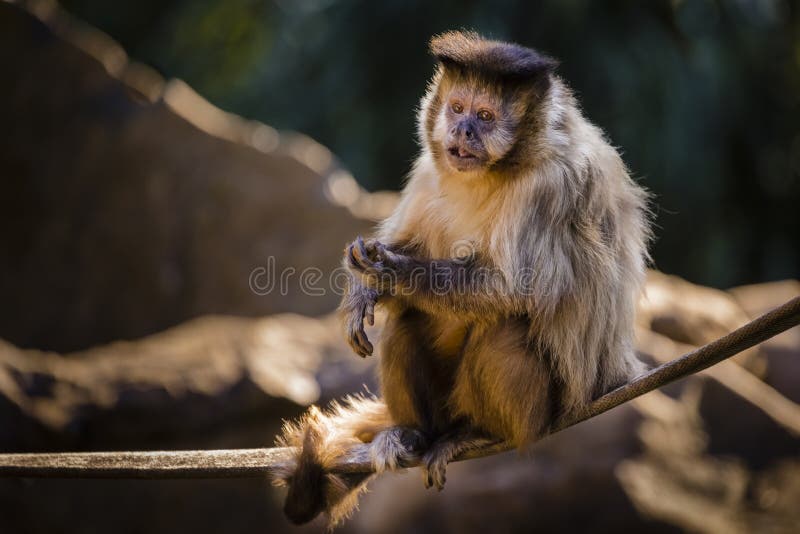 Monkey Sit Down Looking with Food on His Hand, Pantanal, Brazil Stock ...
