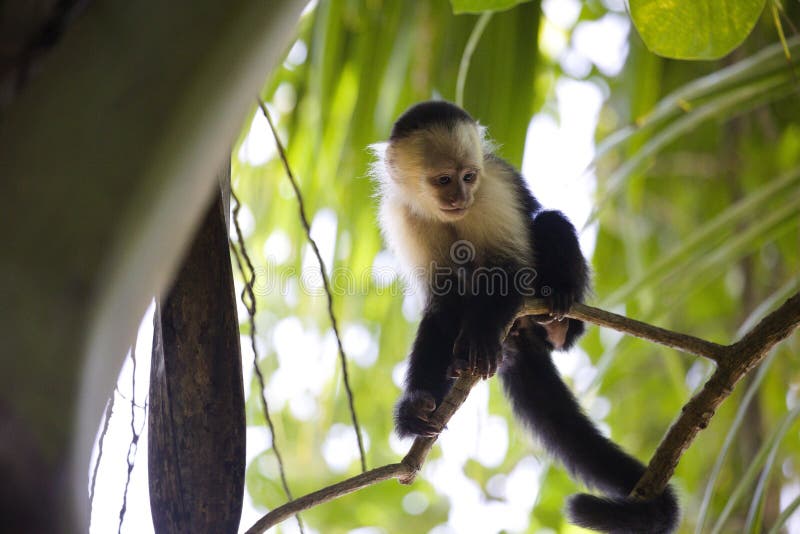 Capuchin Monkey Perched on a Tree Branch Surrounded by Lush Foliage ...