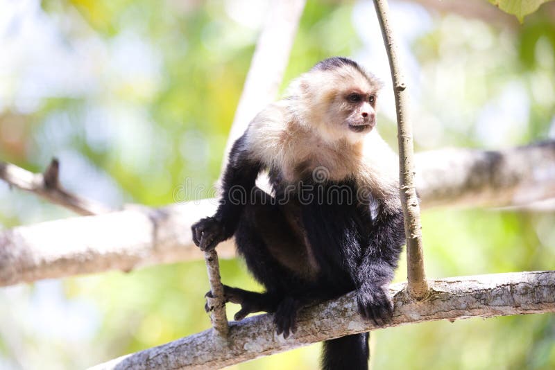 Capuchin Monkey Perched on a Tree Branch Surrounded by Lush Foliage ...