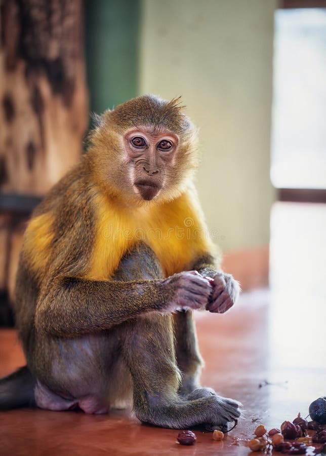 Close Up of Coral Snake, Micrurus Alleni Stock Photo - Image of fauna ...