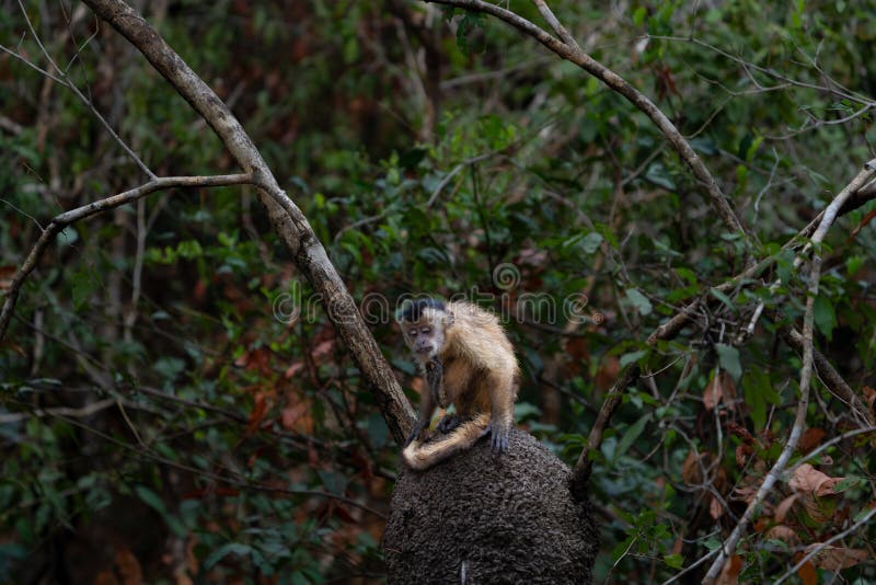 Capuchin Monkey Sitting on Termite Nest in Tree Scratching Chin Stock ...