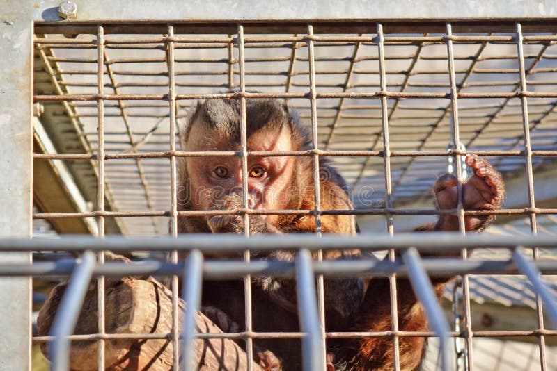 Capuchin Monkey in Small Cage Stock Image - Image of captivity ...