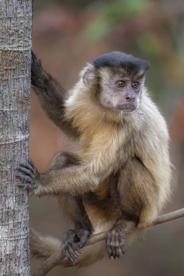 Capuchin Monkey Squatting Near a Thick Tree Stock Image - Image of ...