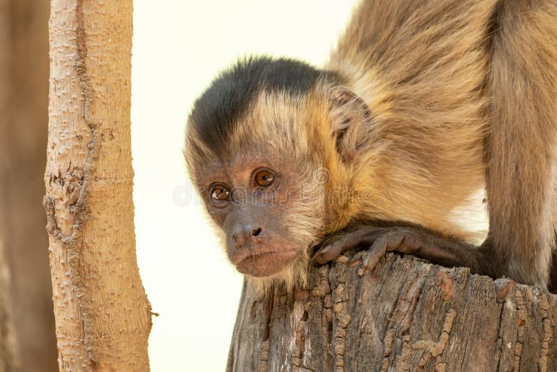 Capuchin Monkey Squatting on Post and Bending Down Curiously Peering at ...