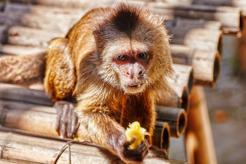 Portrait Of A White Throated Capuchin Monkey Stock Image - Image of ...