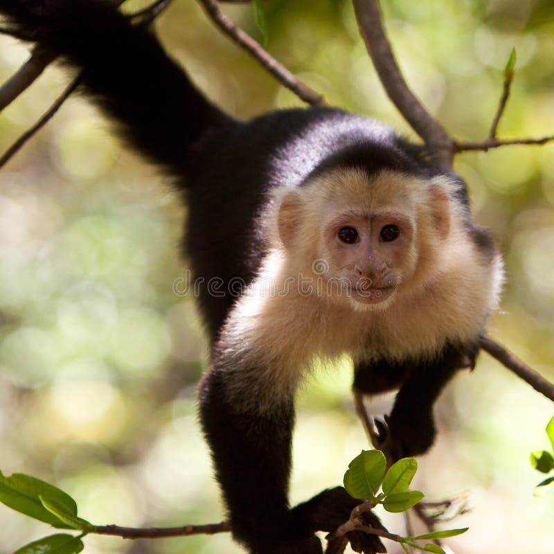 Capuchin monkey in a tree stock image. Image of forest - 11586199