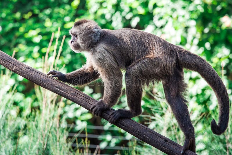 Weeper capuchin stock photo. Image of south, mammal, wedge - 31391978